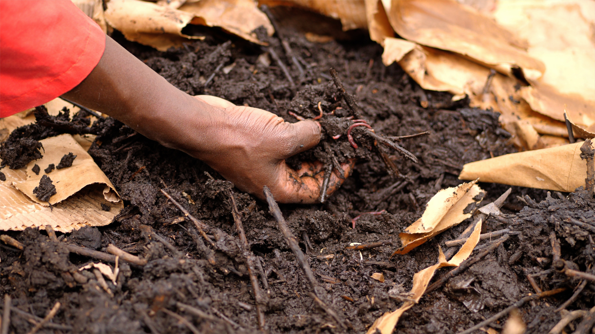 A FLOWER FARM’S JOURNEY TO DELIVERING CARBON-NEUTRAL FLOWERS ...